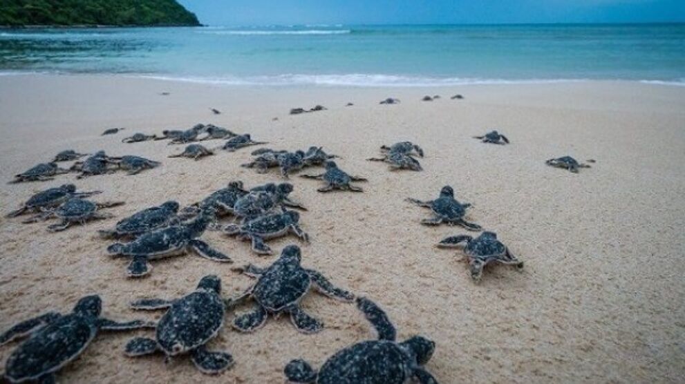 Bali vs Con Dao Island Travel Guide: Cultural Insights, Costs & Eco-Tours
