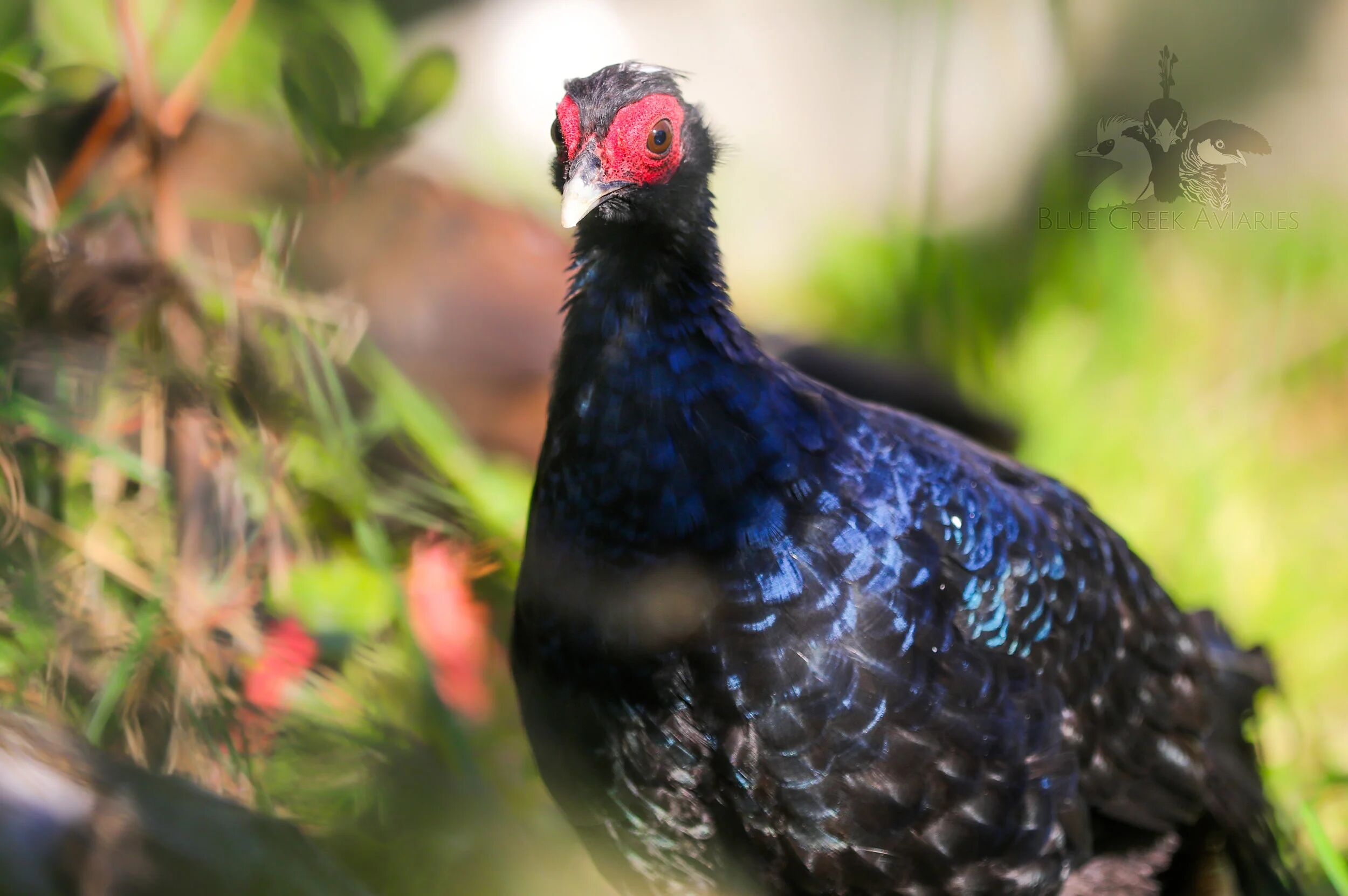 Birdwatching Vietnam Laos Thailand – Best Spots, Seasons & Private Tours
